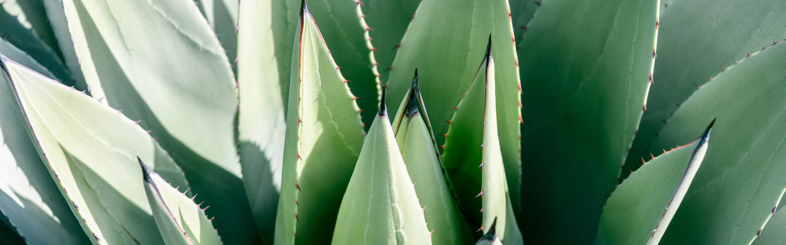 Blue Agave Concentrate - American International Foods, Inc.